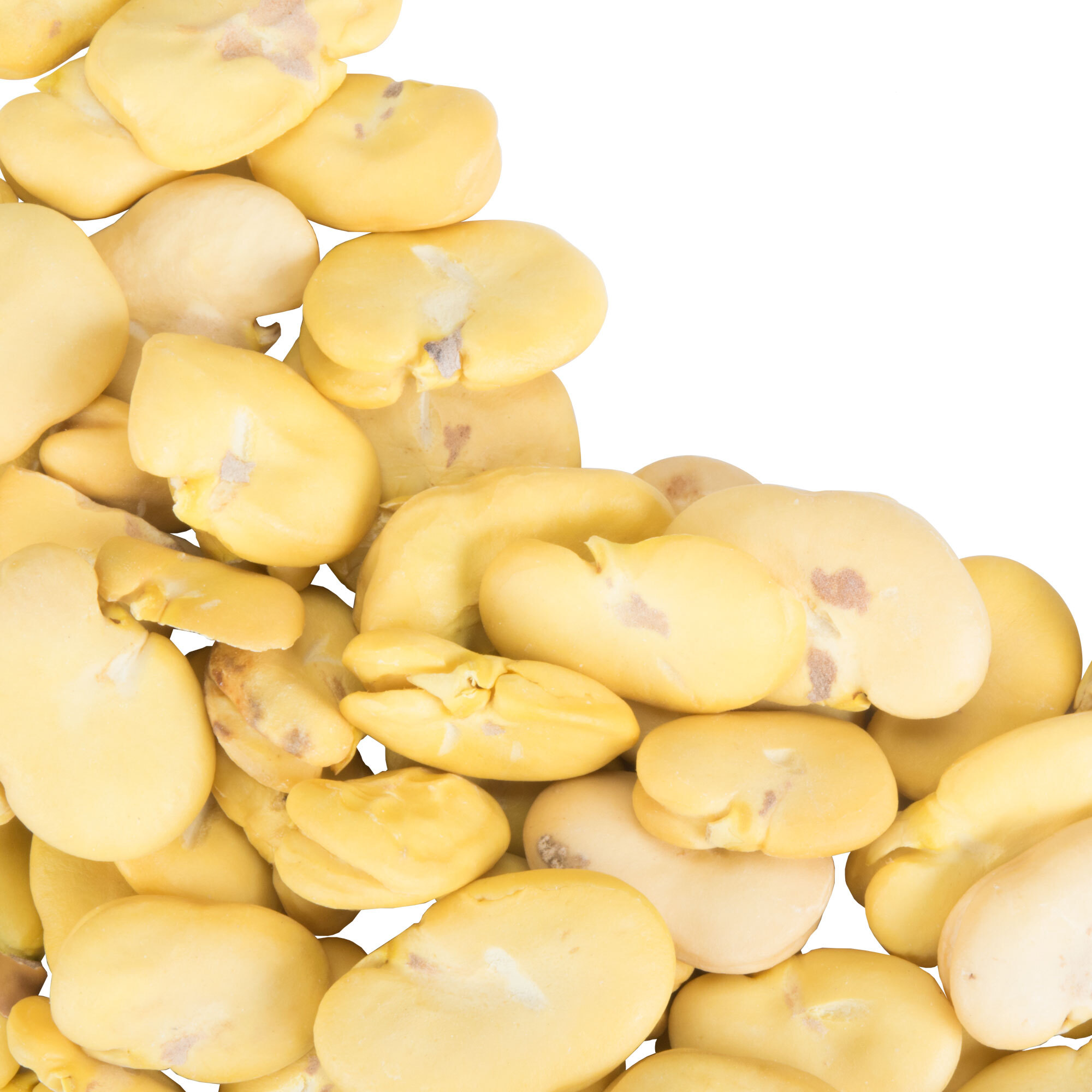 Dried Habas / Fava Beans - 20 lb.