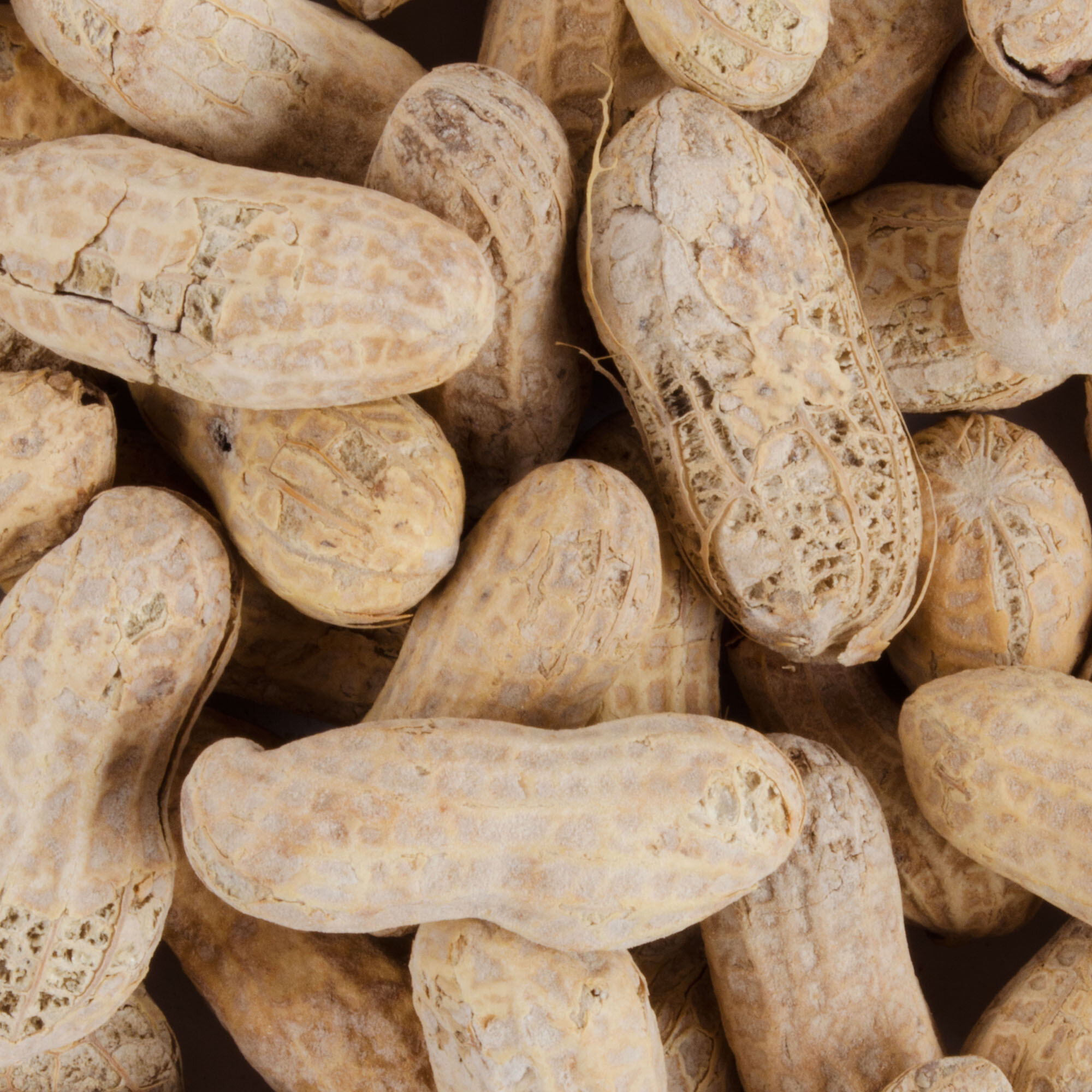 Hampton Farms 0.5 lb. Roasted & Salted In-Shell Peanuts - 36/Case